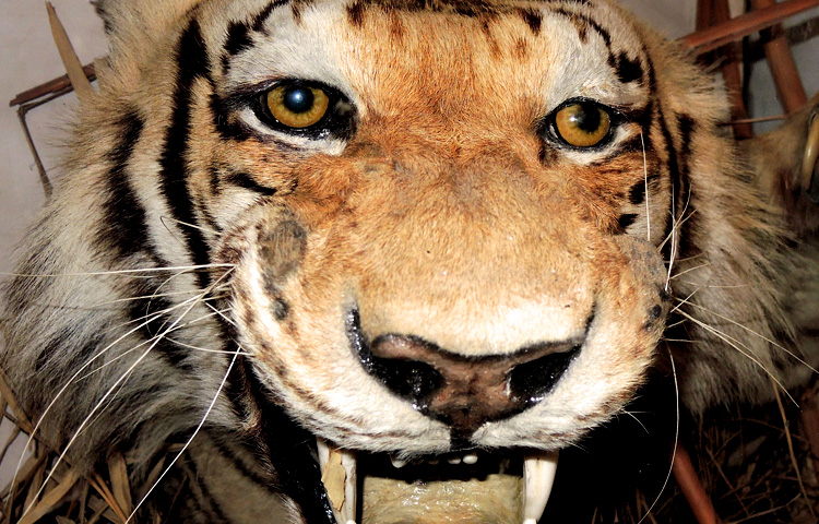 The Bridport Tiger - Bridport Museum